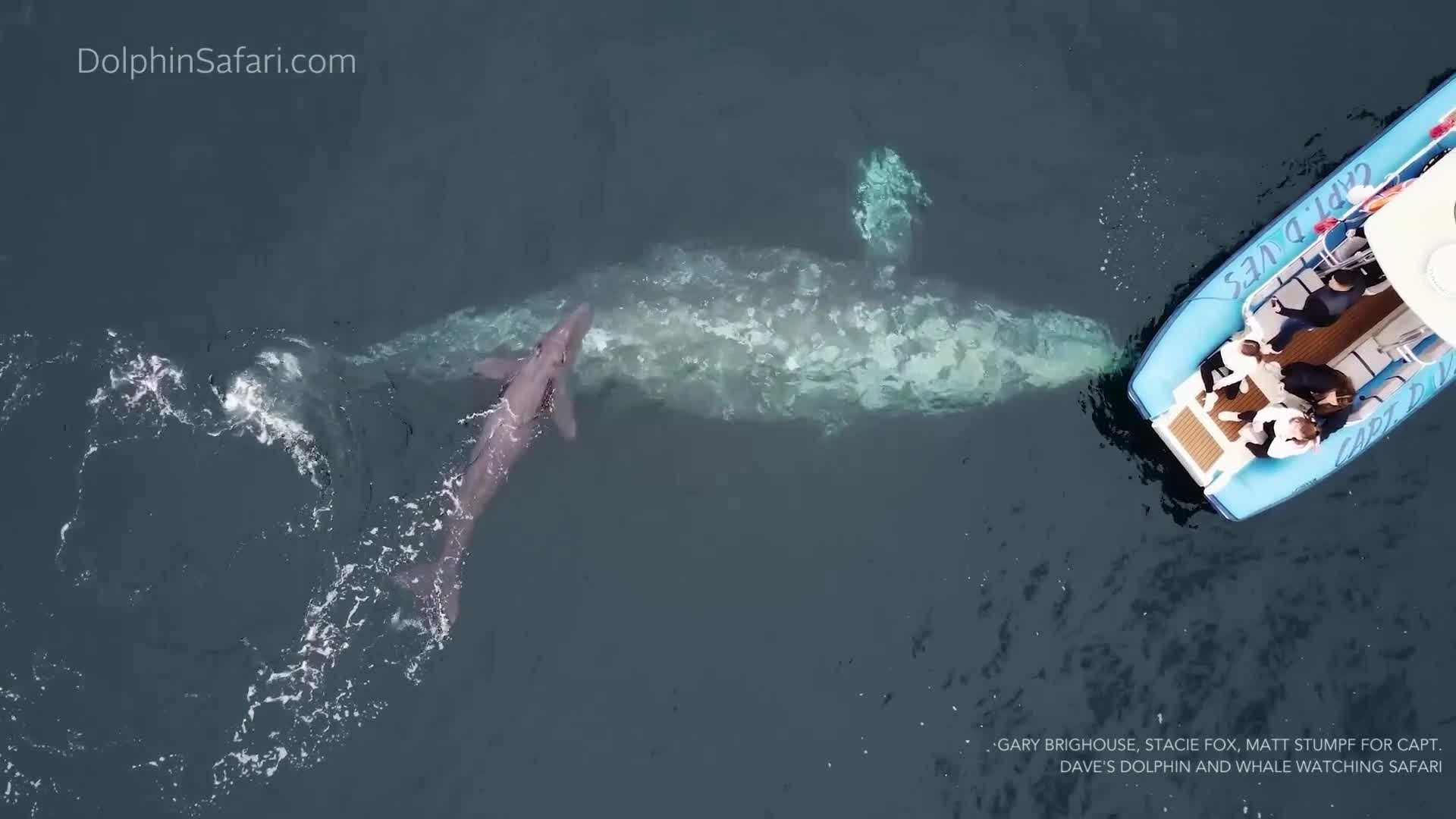 Whale gives birth in front of Southern California whale watching tour ...