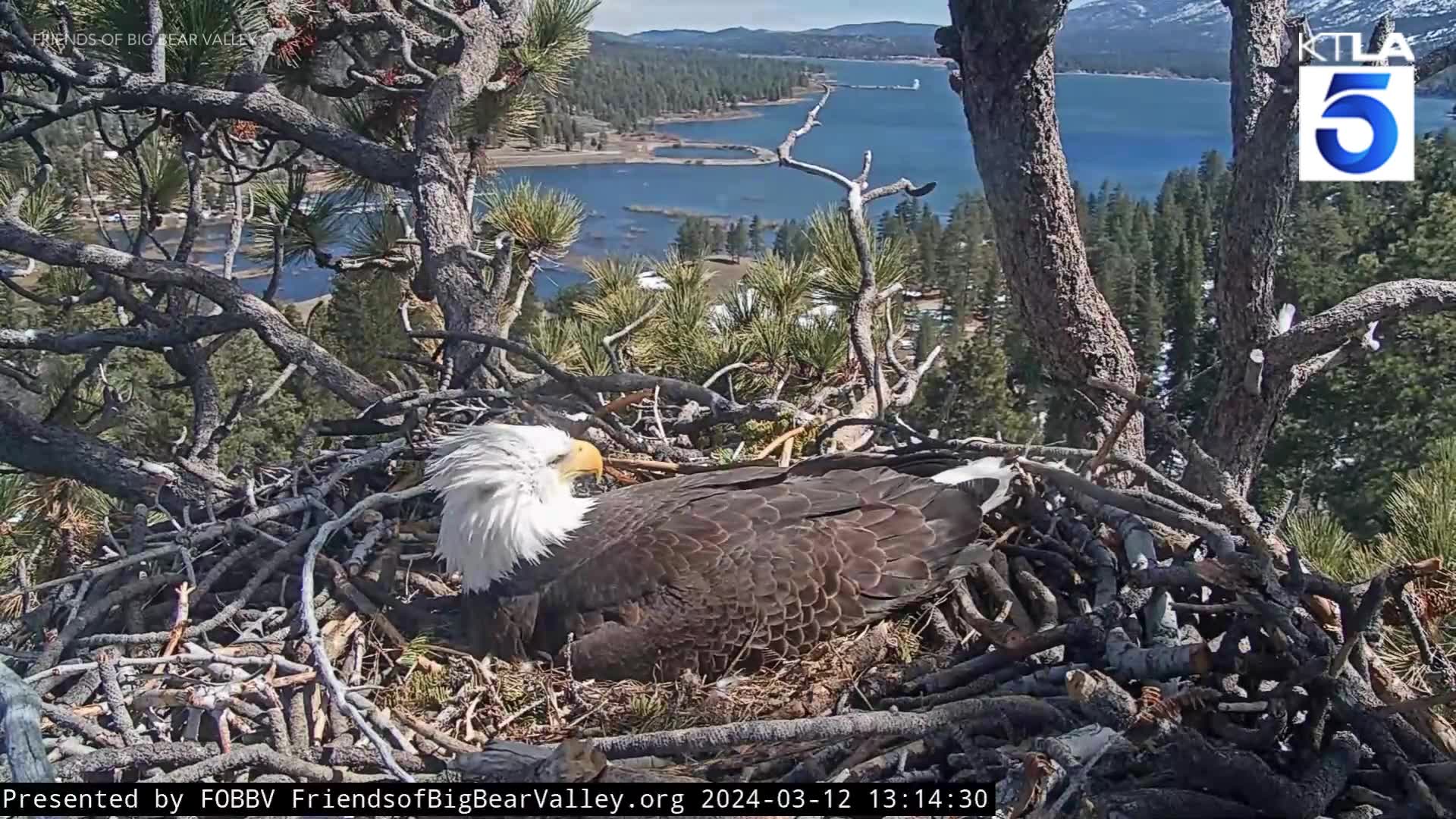 Bad news for Big Bear Bald eagles – KTLA