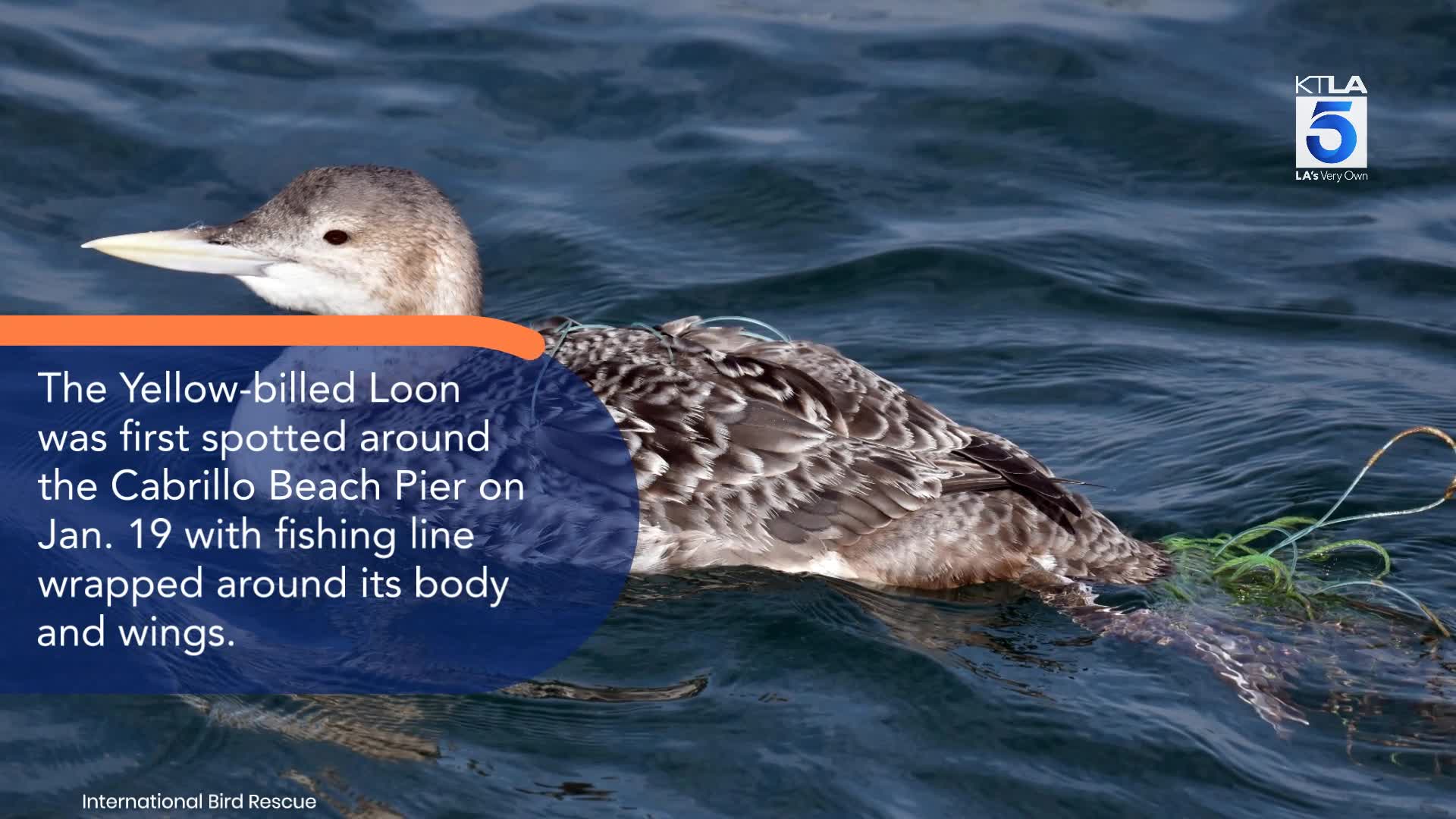 Rare bird rescued in Los Angeles – KTLA