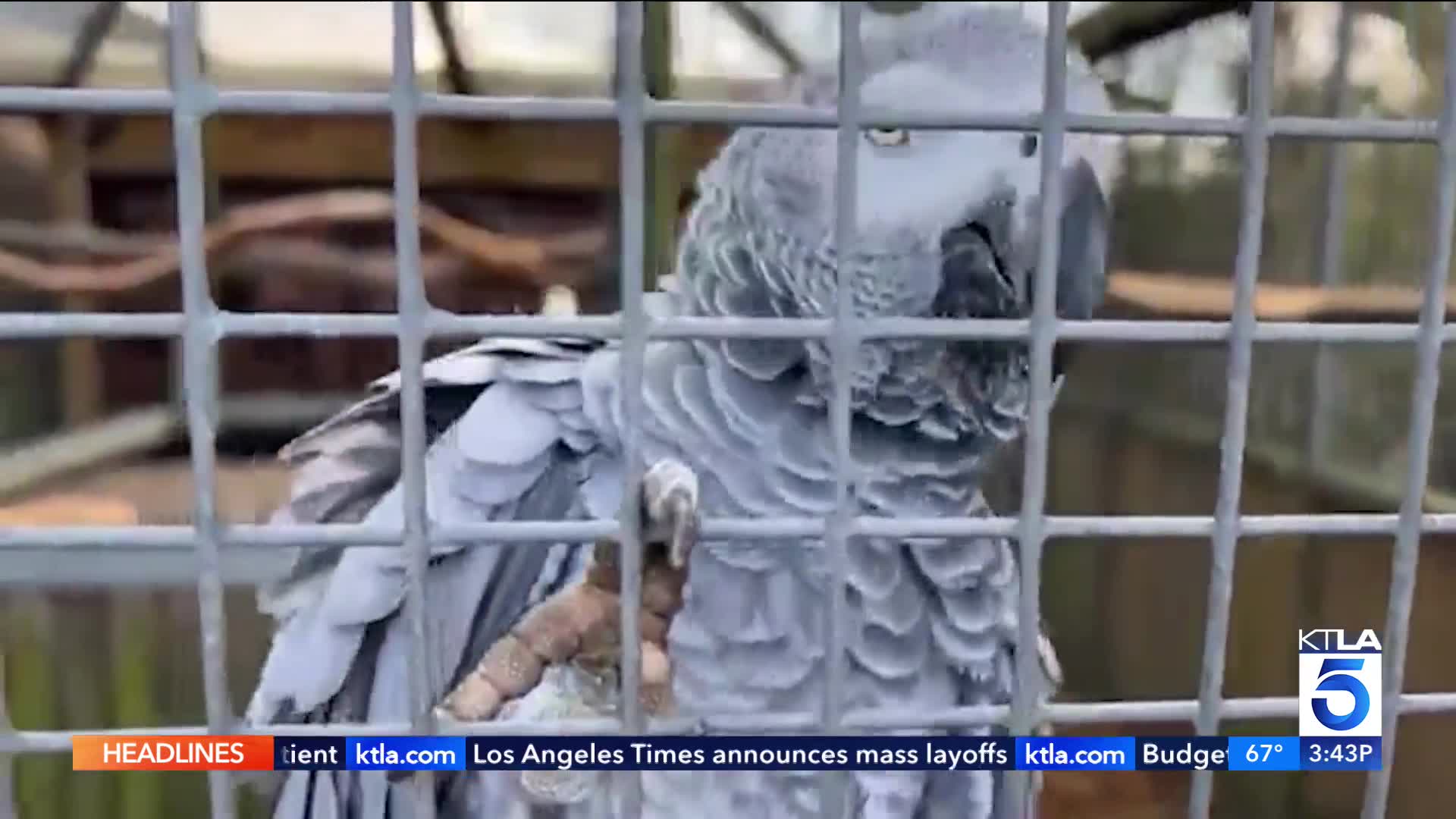 Swearing parrots moved with other parrots to curb cursing in risky plot ...