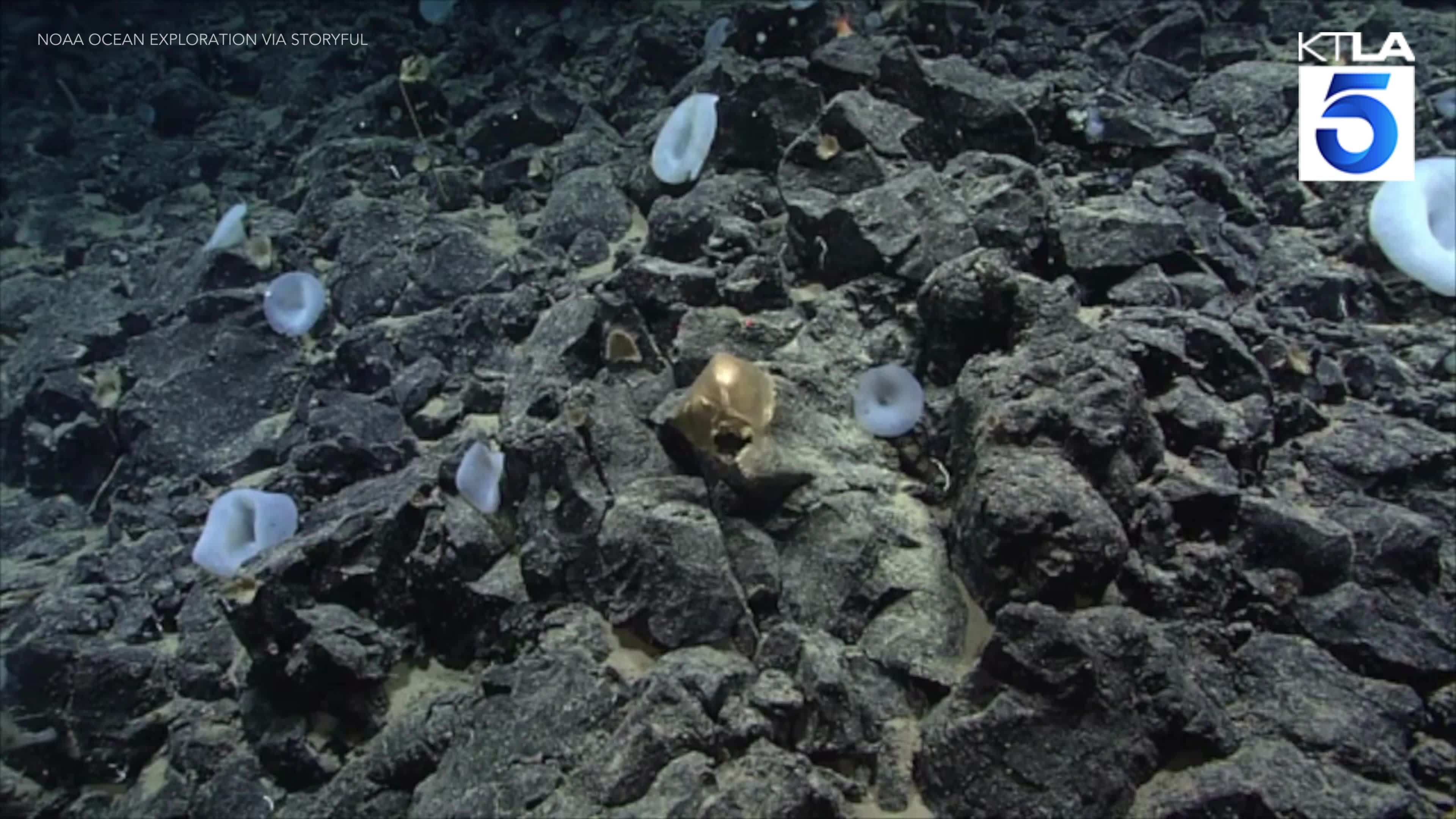 Mysterious golden orb discovered on the ocean floor – WFLA Mysterious golden orb discovered on the ocean floor – WFLA