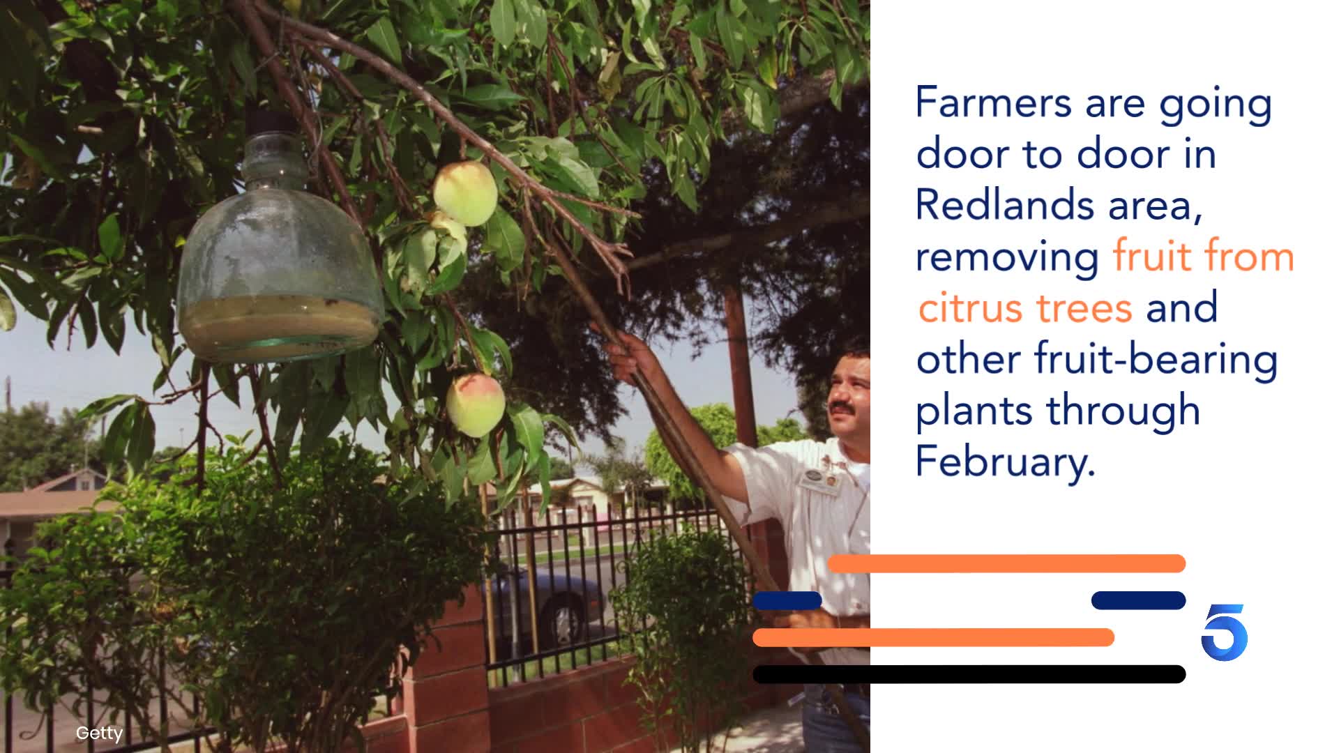 Agriculture officials stripping fruit trees in Redlands area – FOX 5 ...